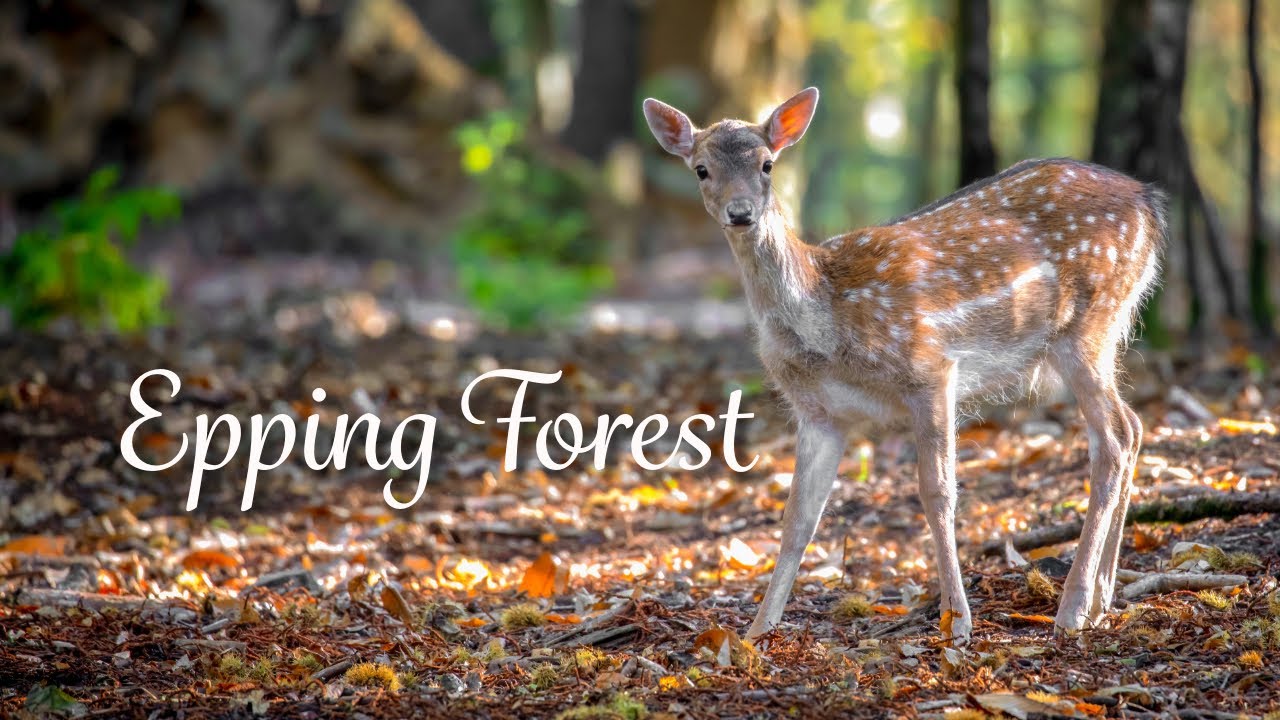 Take a Sunday Stroll Through England's Stunning Epping Forest District ...
