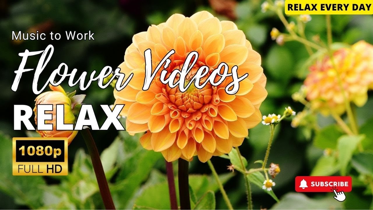 Flower Video,Peaceful Relaxing Piano Music, Relaxing Music ...