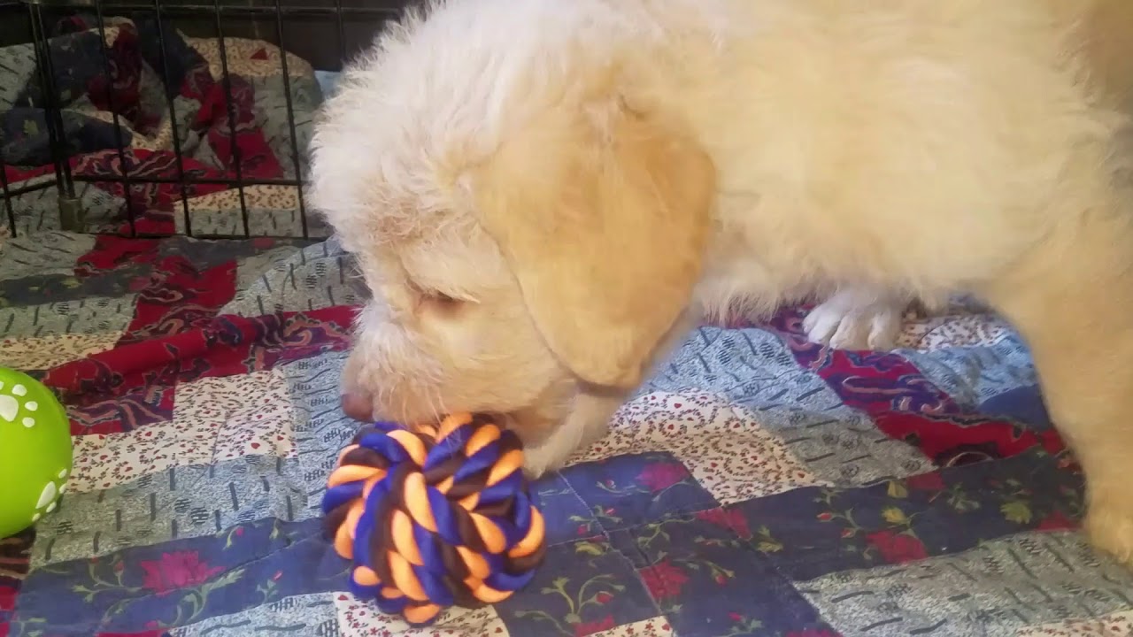 PuppyFinder.com : Poppy - Cream F1 Labradoodle Female - YouTube