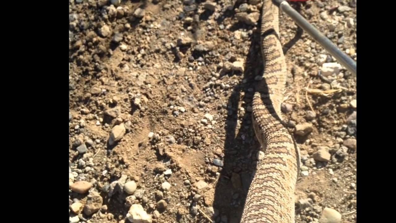 Desert Exploration: In Search of Idaho Reptiles - YouTube
