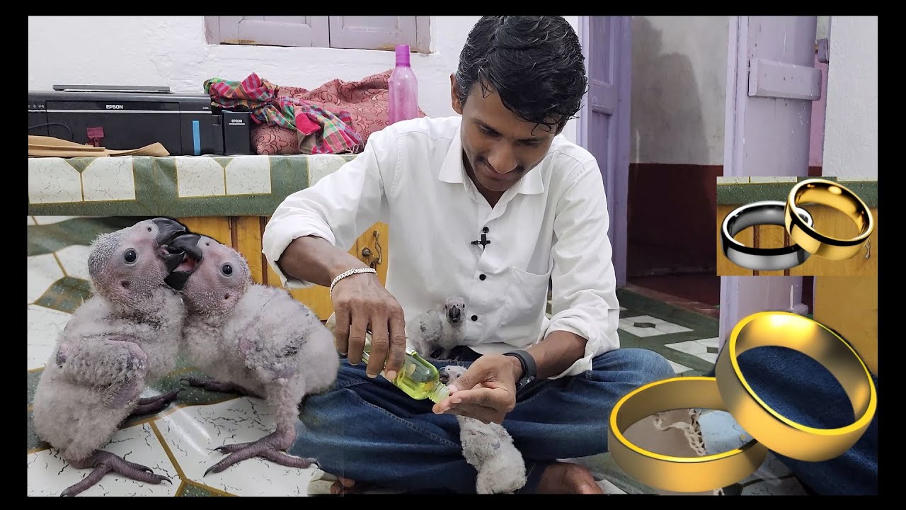 Cut Rings & Close Rings For The Parrots / Birds Identification. - YouTube