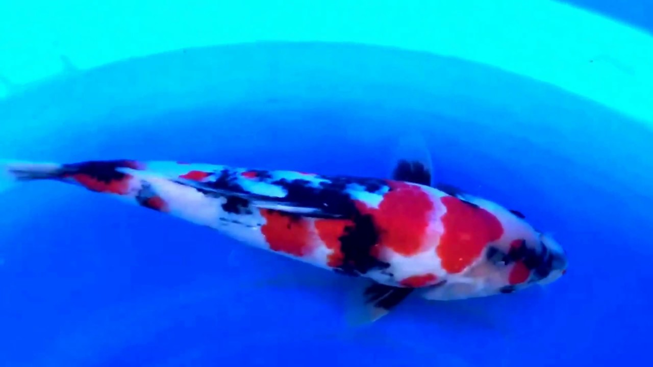 Isa jumbo tosai Tani Fish Farm Growout April 30, 2017. - YouTube