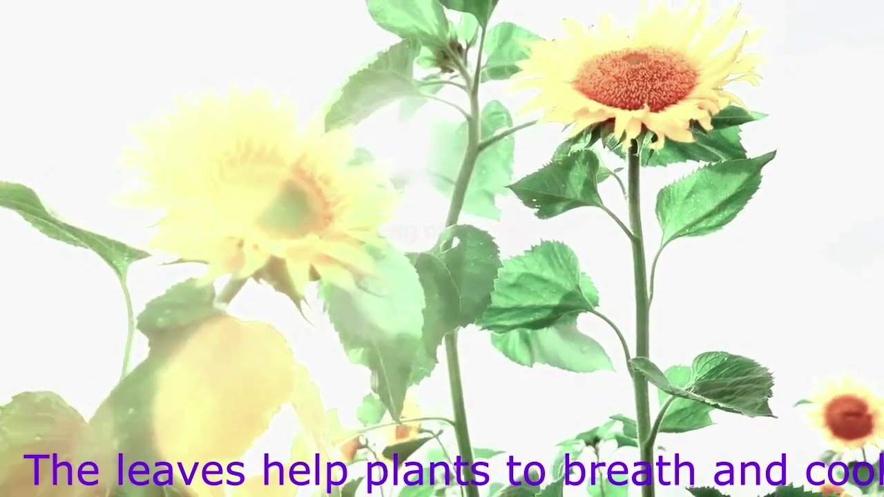GRADE 4 P4 TERM 1 SCIENCE LESSON 3 USES OF THE PARTS OF A FLOWERING ...