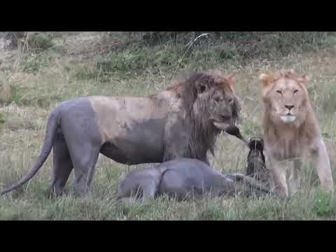 After This Video You Don't Want to Be a Lion