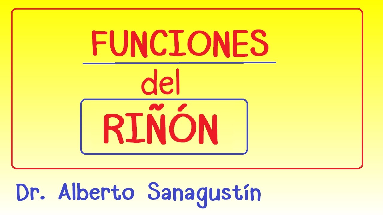 FUNCIONES del RIÑÓN #fisiología - YouTube
