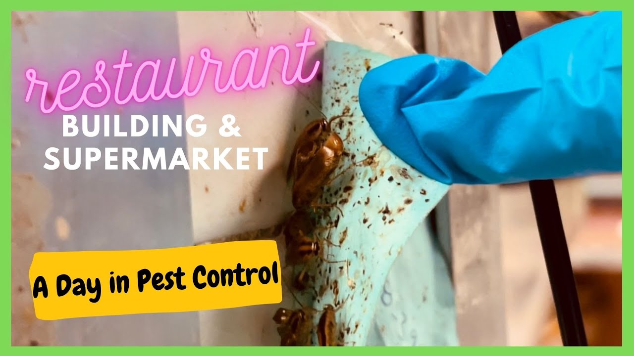 How to do Pest Control in Restaurants, Buildings and Supermarkets - YouTube
