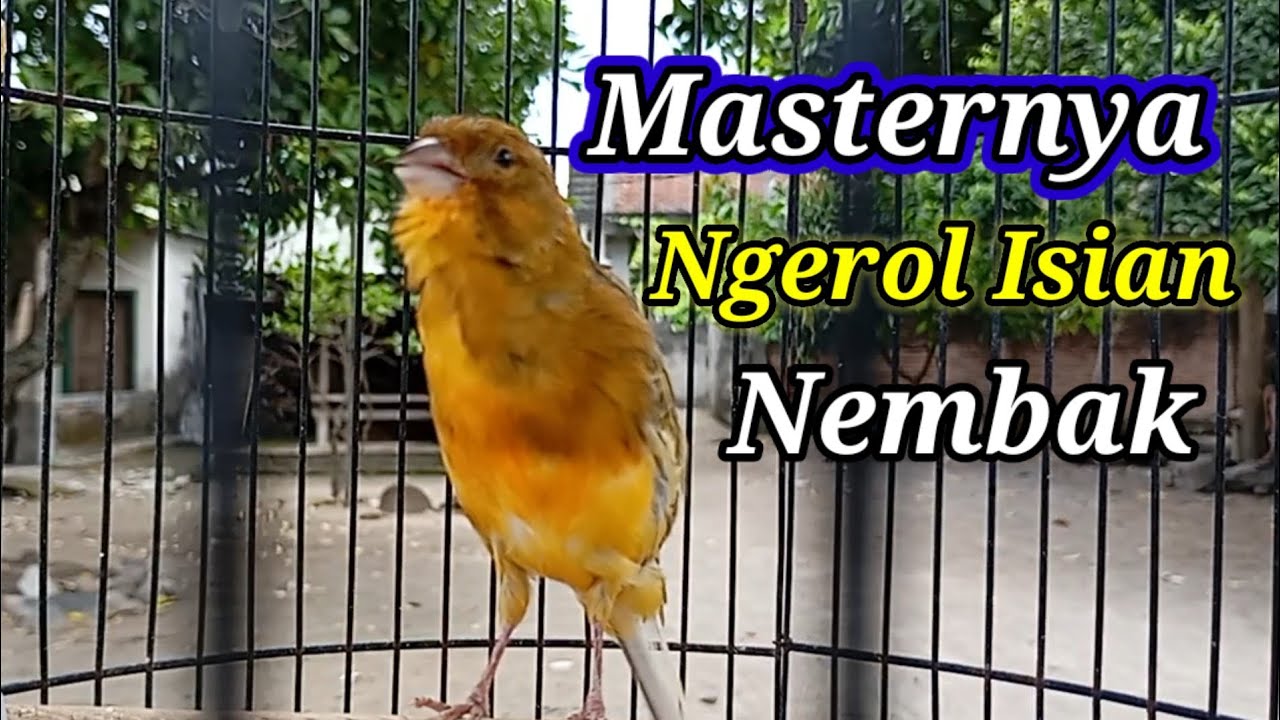 Masternya Ngerol Isian Nembak Kenari Gacor Rol panjang Kenari Paud ...