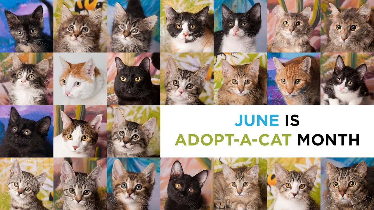 June is ADOPT-a-CAT Month! - YouTube