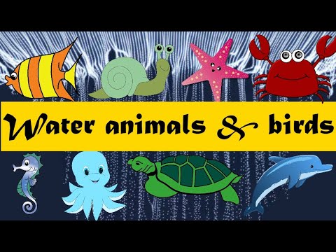 Learn water animals & birds name| Sea animals for Kids| Aquatic Animals ...