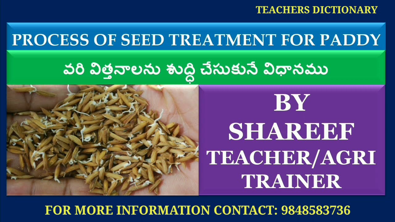 PROCESS OF SEED TREATMENT FOR PADDY || వరి విత్తన శుద్ధి - YouTube