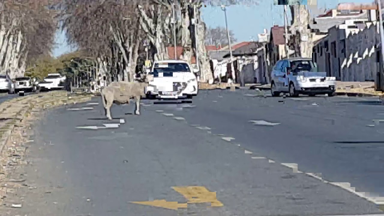 Funny Goat Danger !!!!!!OMG!!!!!!! its a goat on the road - YouTube