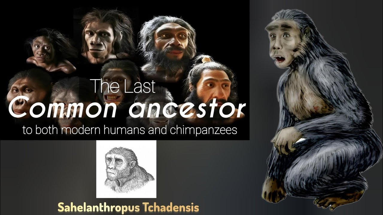 Sahelanthropus Tchadensis: The Oldest Human Ancestor? 🌍 A 7-Million-Year Journey in Evolution ...