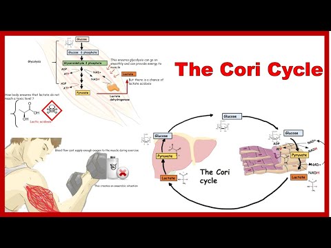 Does The Cori Cycle Use Enzymes