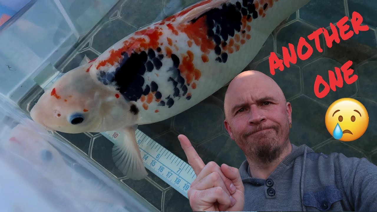 Koi With Fin Rot 😪 - YouTube