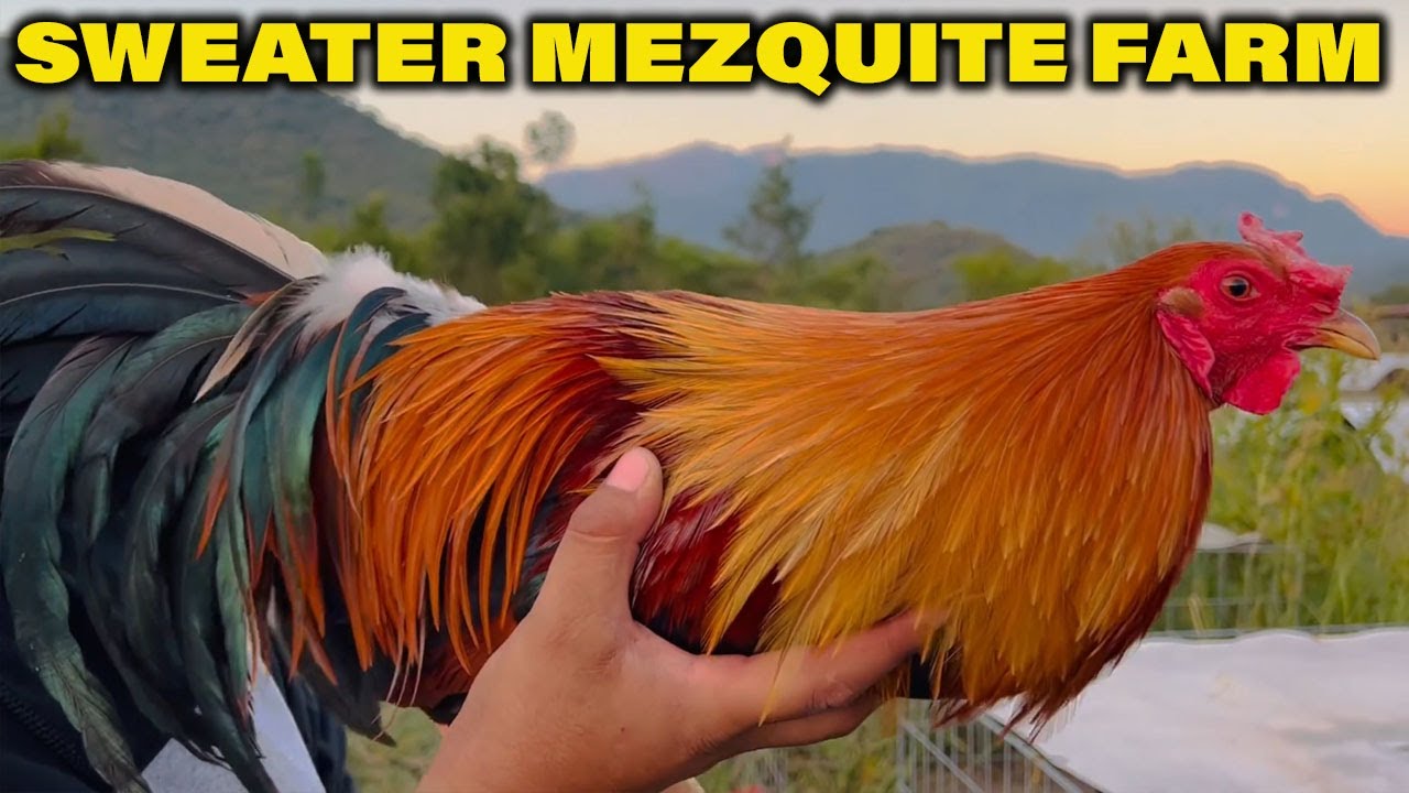 MEZQUITE FARM - Sweater Kelso Regular Giro Clement Beautiful Birds ...