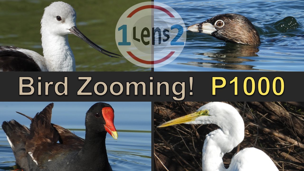 Bird Zooming | Nikon P1000 Zoom Tests - YouTube