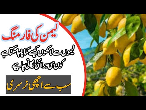 high yield farming // lemon best variety farming // seedless lemon ...