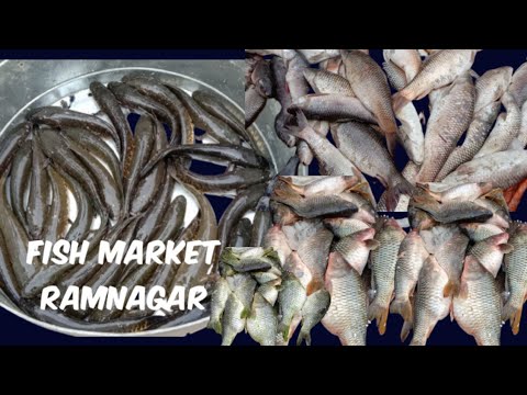 Musheerabad Wholesale Fish Market In Ramnagar Hyderabad - YouTube