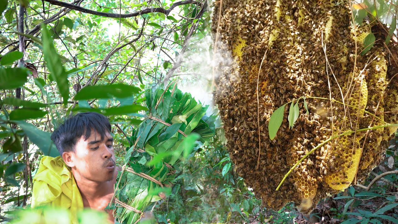 Biggest Honeycomb Harvesting and Live in Forest - YouTube