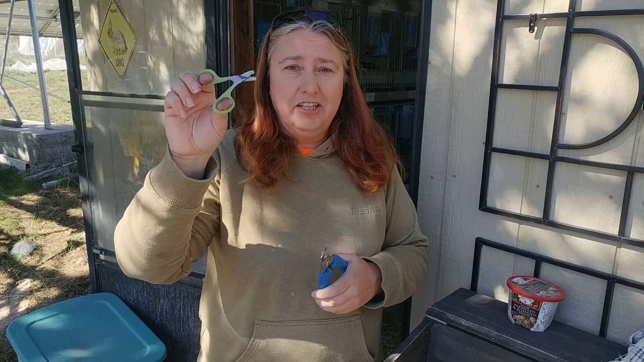 How to Cut Trim or Clip Rabbit Toenails - YouTube
