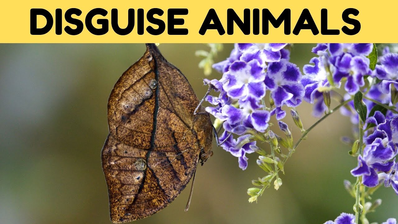 CAMOUFLAGE IN NATURE//CAN YOU FIND THESE 12 HIDDEN ANIMALS ? - YouTube