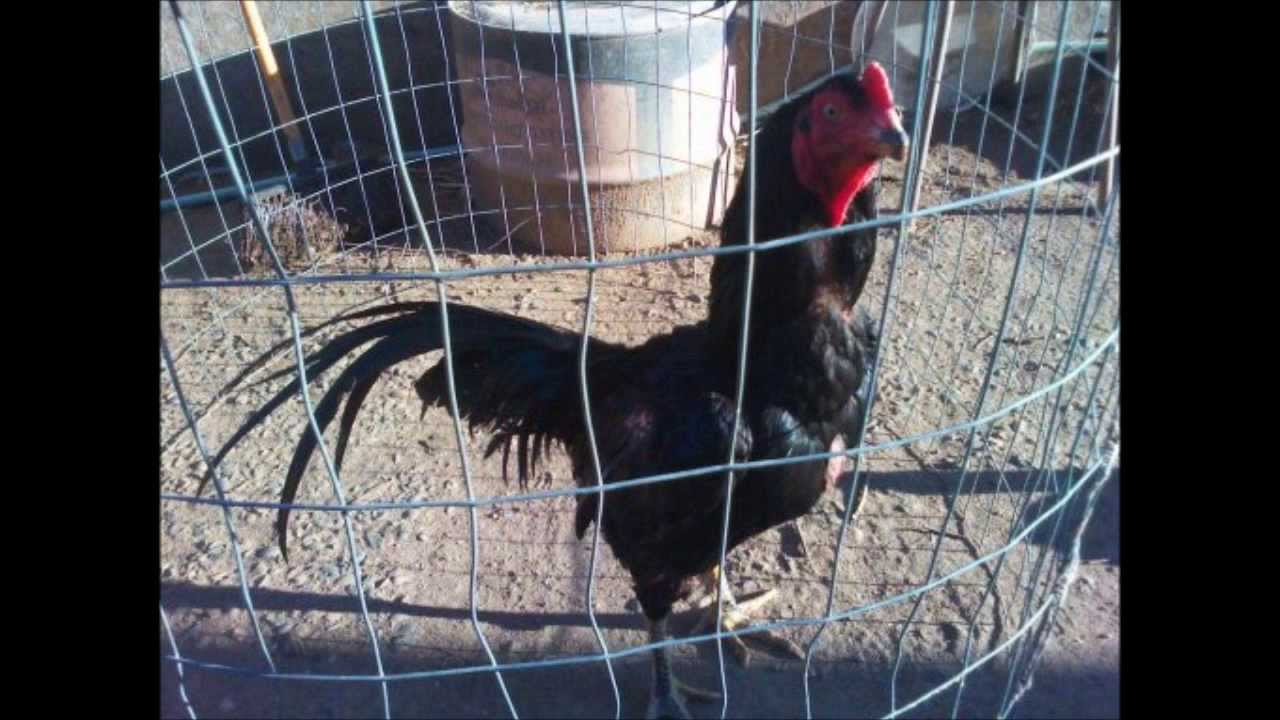 qaib thai & blue line - YouTube