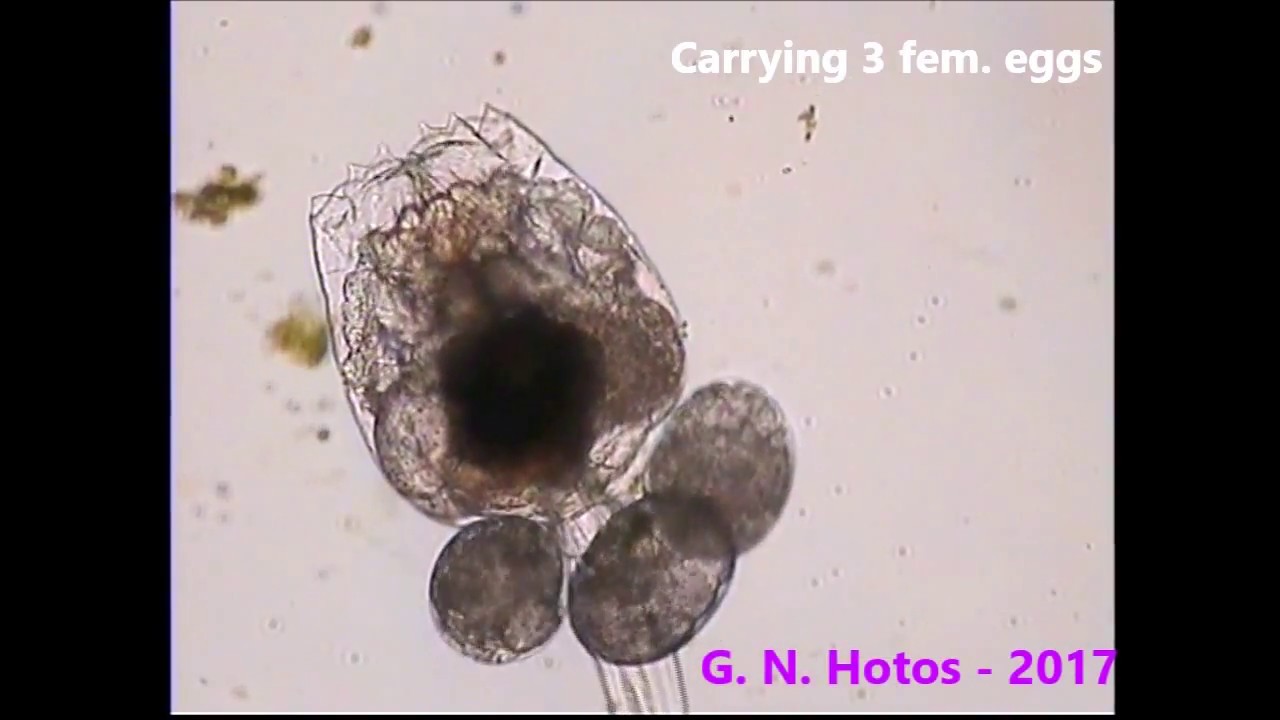 Rotifers-Brachionus plicatilis carrying many eggs-Dr. G. HOTOS Lab ...