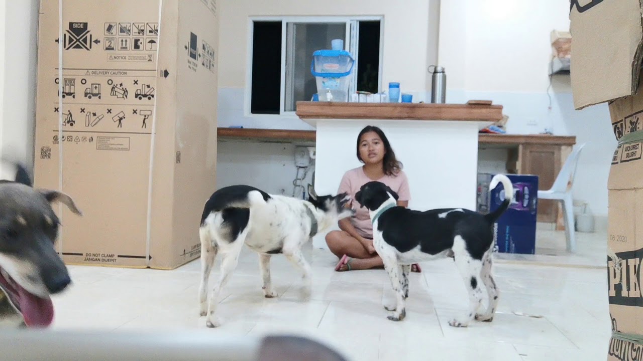 Vlog with the Dogs 🐕 🐕 🐕 🐕 🐕 🐕 - YouTube
