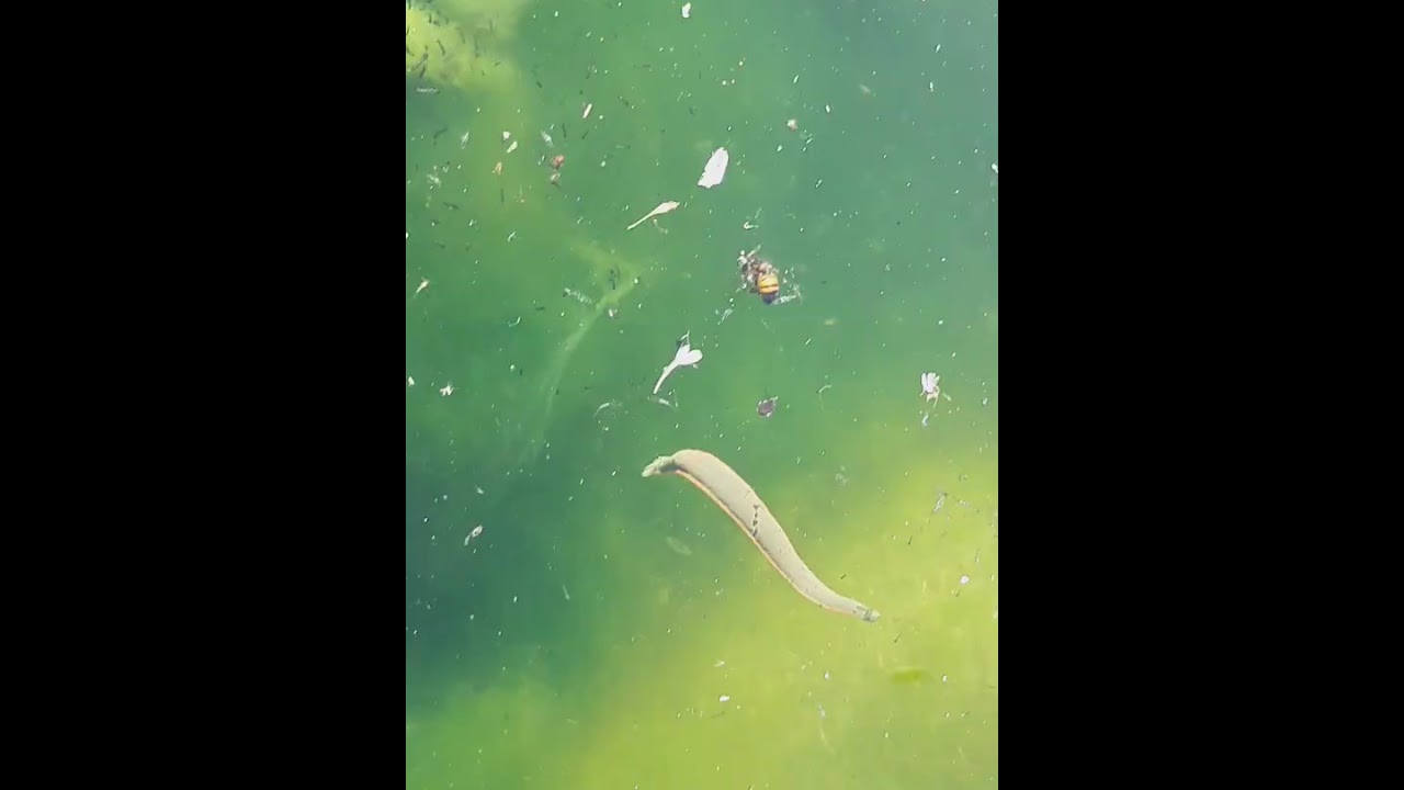 leeches swimming in water کرم ی زەروو لەناو ئاو - YouTube