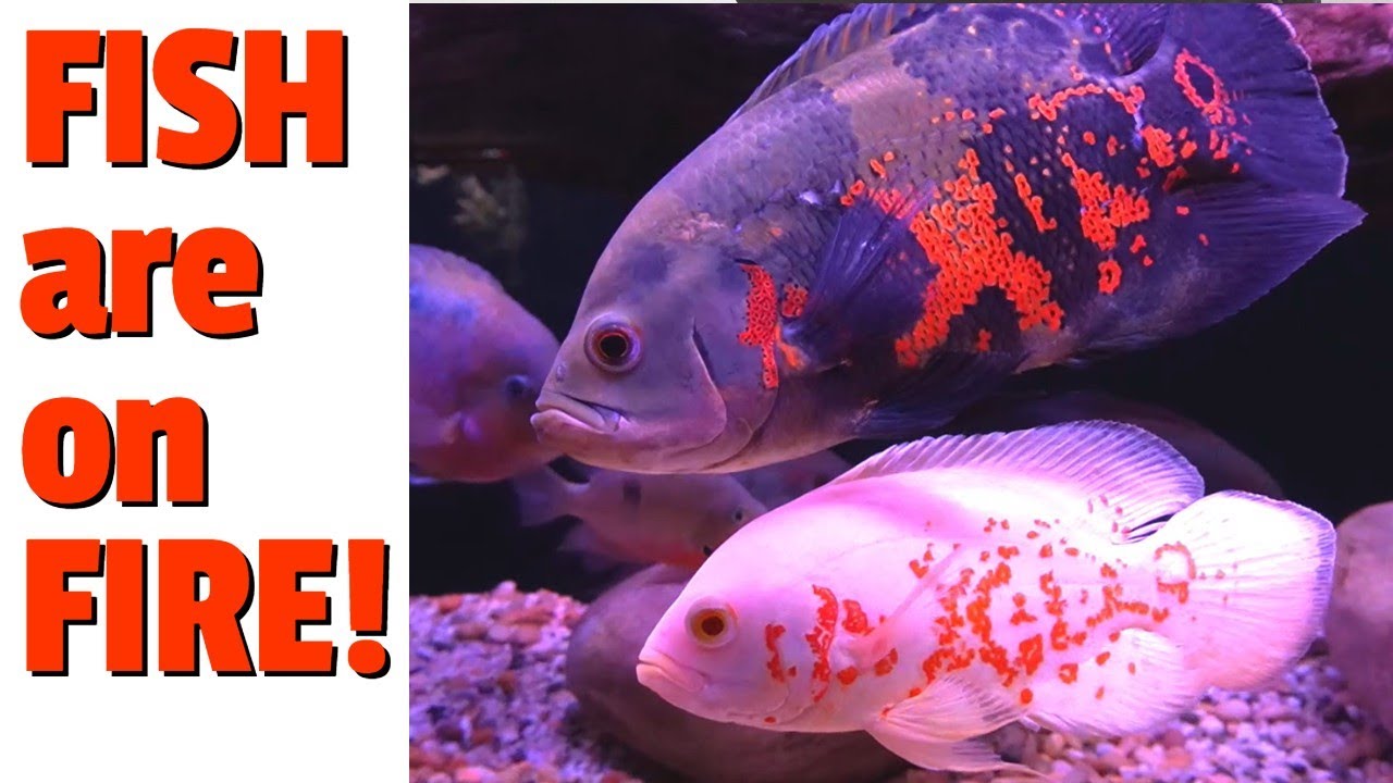 FULL Fish Room Tour - YouTube