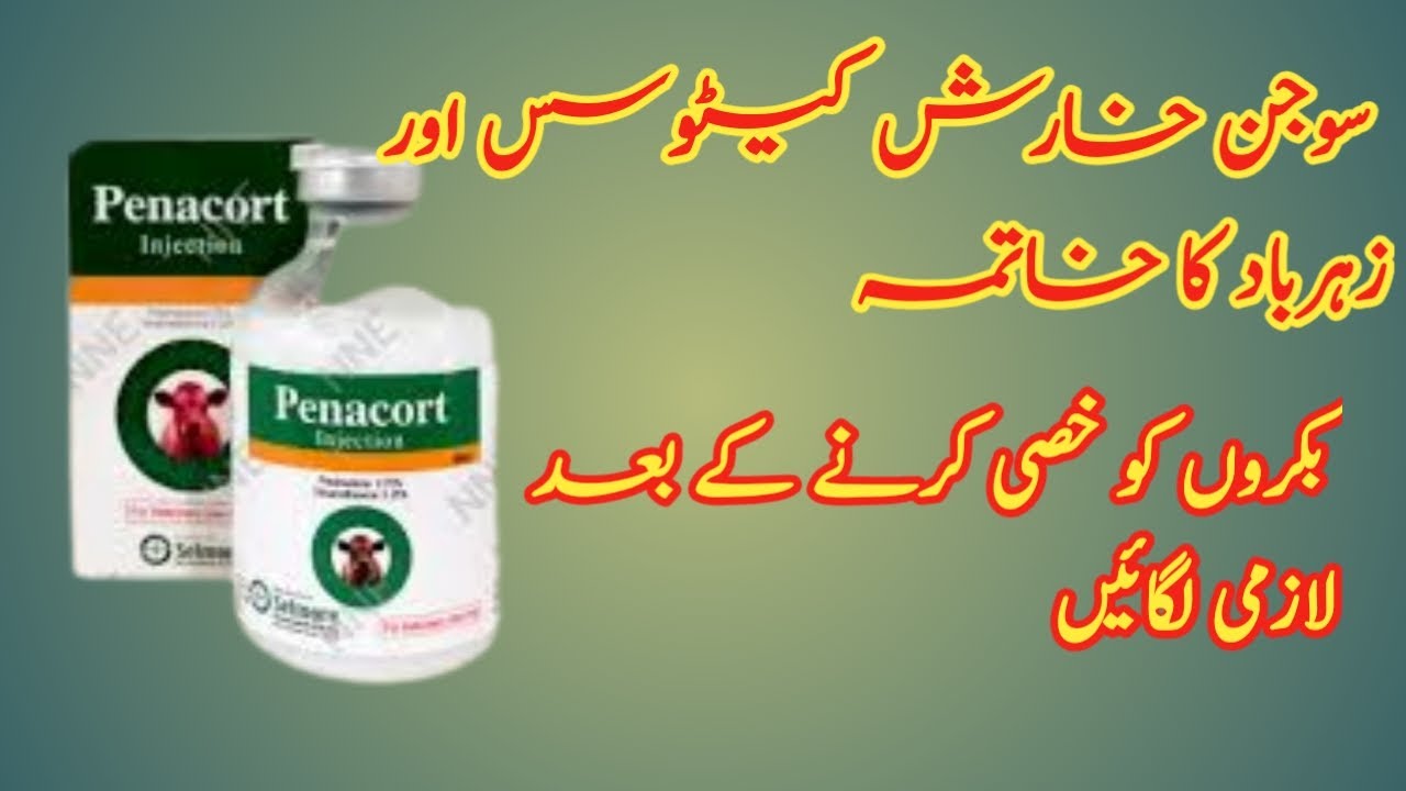 Penacort injection use in animals Steroid injection - YouTube