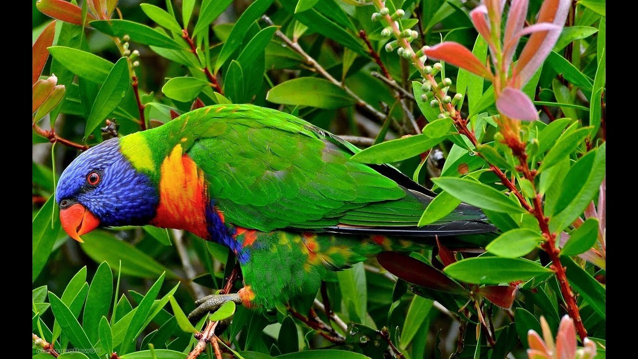 Beautiful Periot Birds in My Home - YouTube