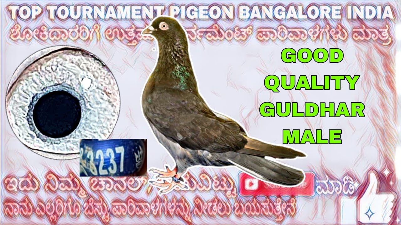 💥🏆GOOD🏆🔥QUALITY💥🏆GULDHAR🔥💥MALE🏆🔥2000RS💥🏆 - YouTube