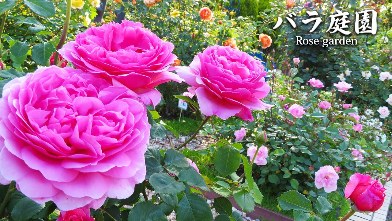 【Rose garden】Early blooming roses give off a pleasant fragrance. ～早咲きの ...