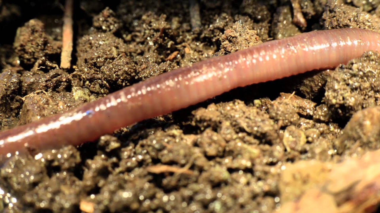 Earthworm in Utah 2015 - YouTube