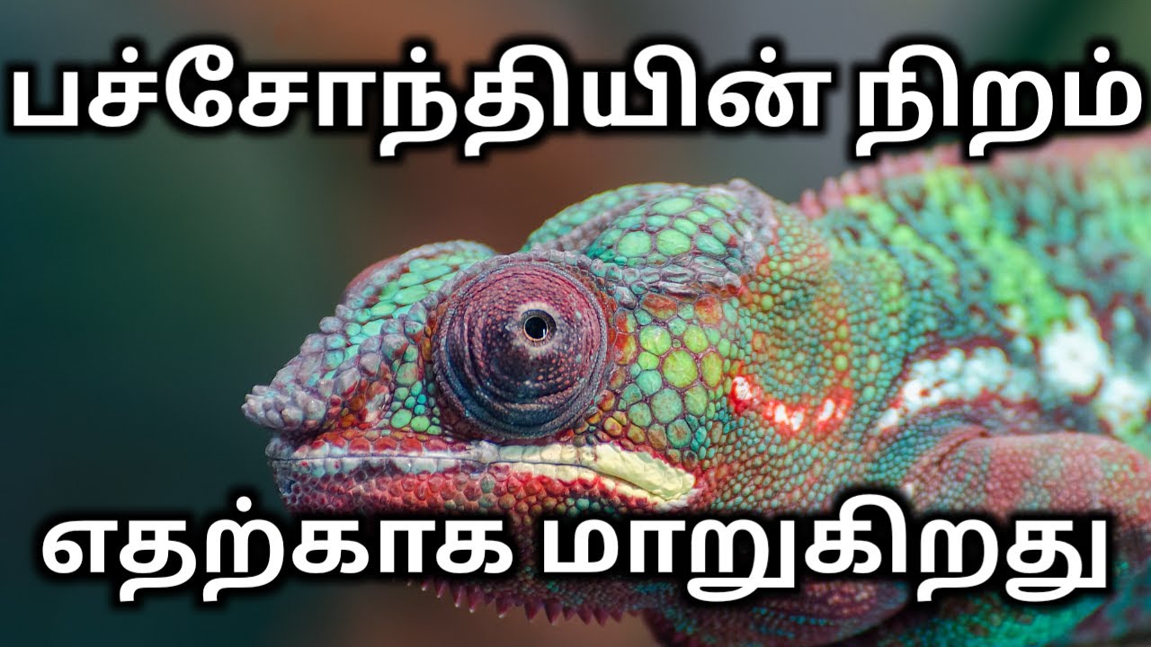 பச்சோந்தி நிறம் மாறுதல் / chameleon changing color / Tamil / Thulasi ...