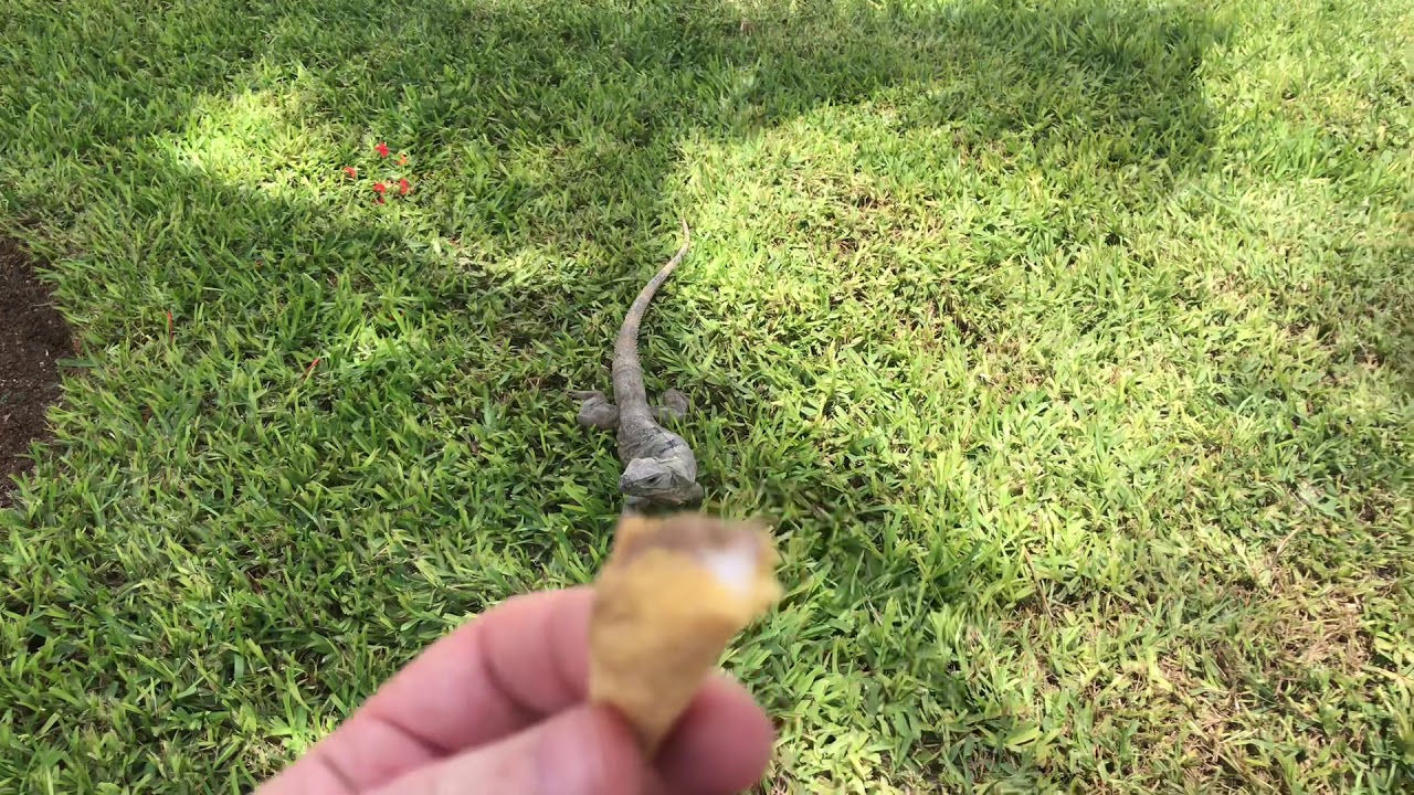 Mexico Honeymoon Ice Cream Eating Lizard - YouTube