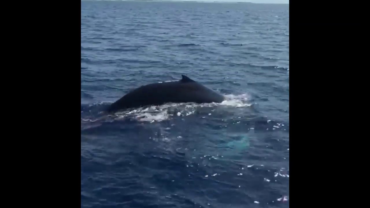 A whale of a tale! - YouTube