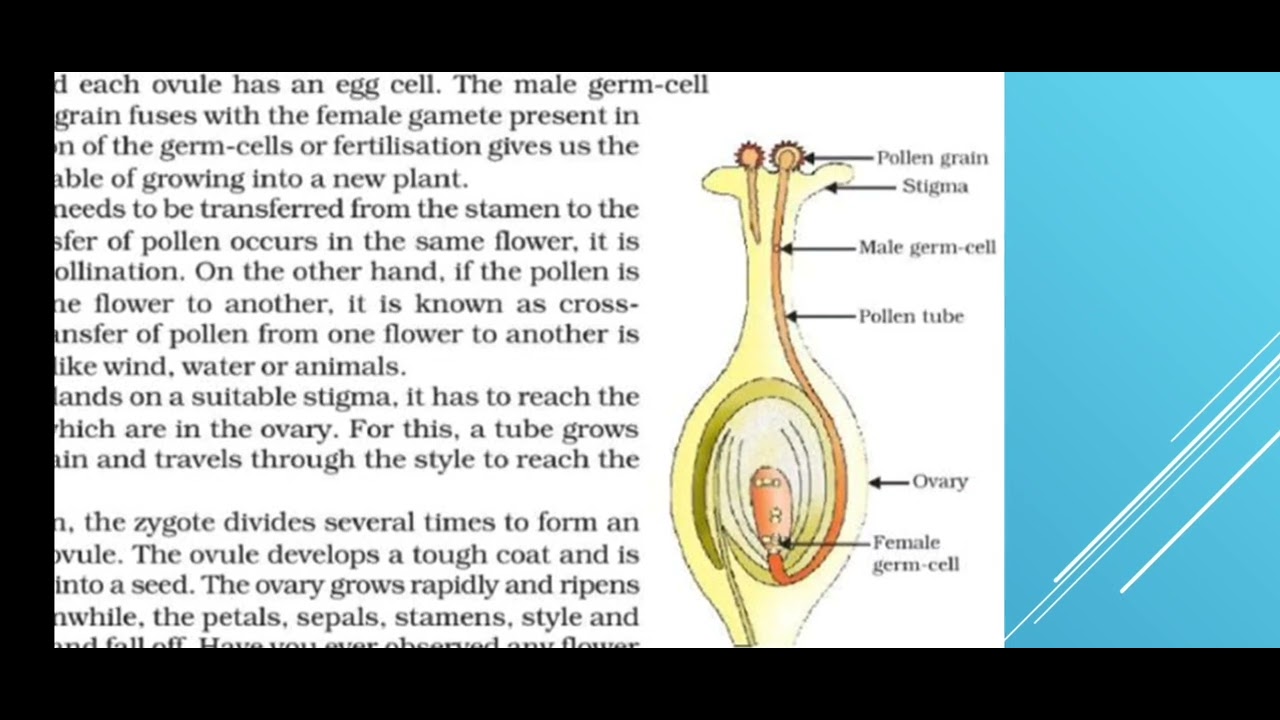 How Do Organism Reproduce Class 10 Full Chapter | Class 10 Science ...