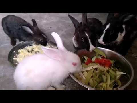 rabbit Eating rice - YouTube