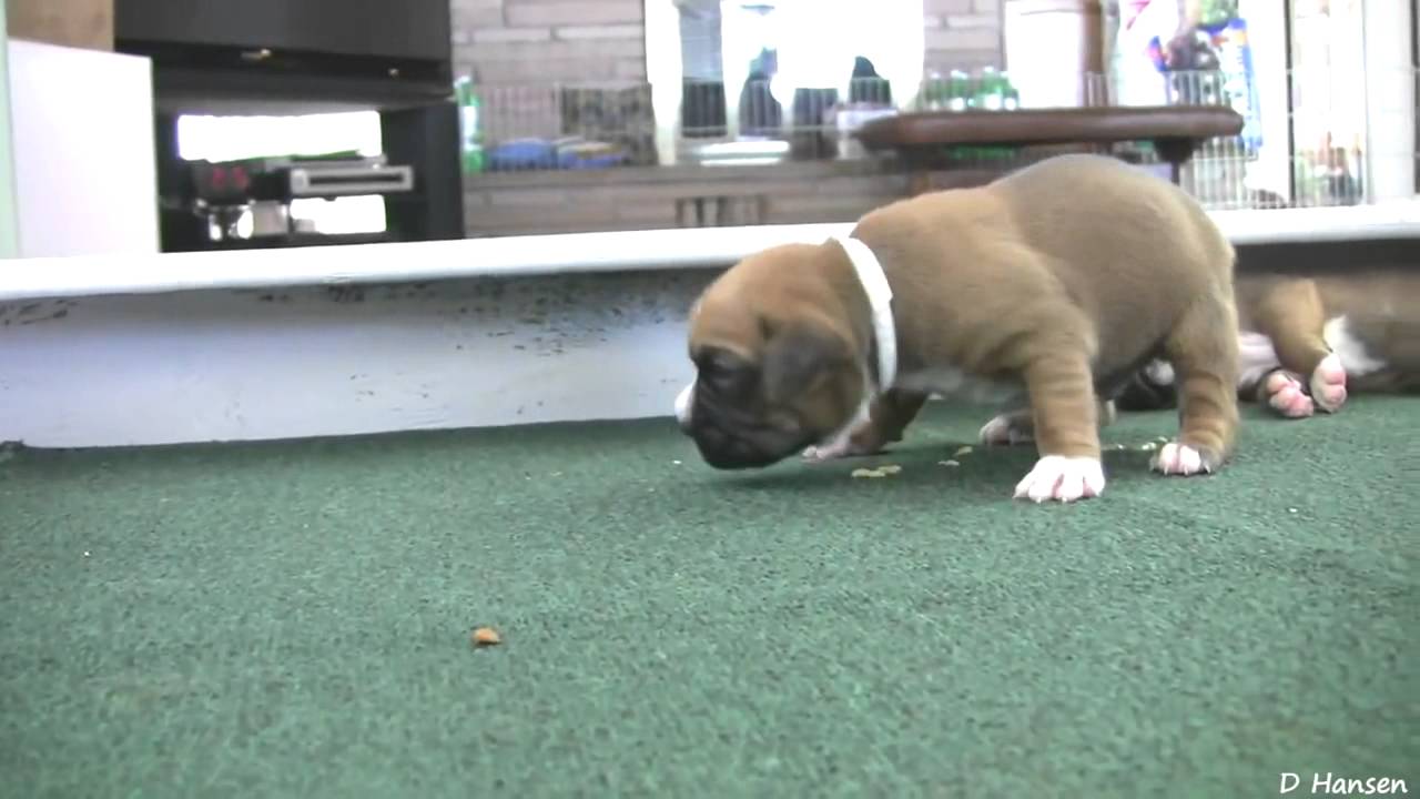 Boxer Puppies Poop - YouTube