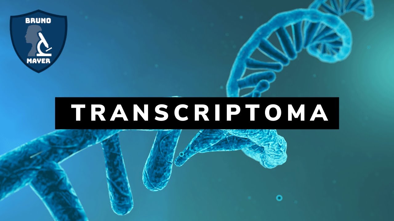 Transcriptoma e RNA-Seq - YouTube