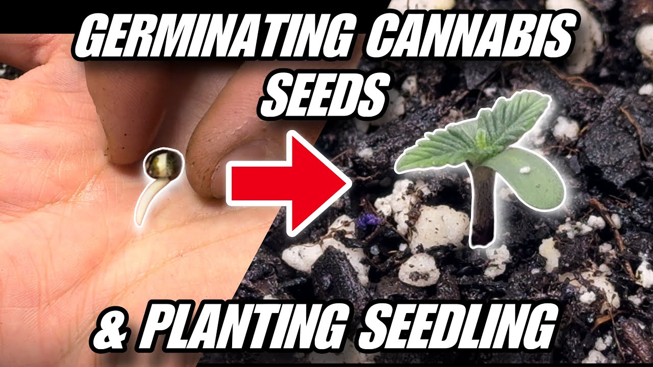 Germinating Cannabis Seeds & Planting Seedlings - YouTube