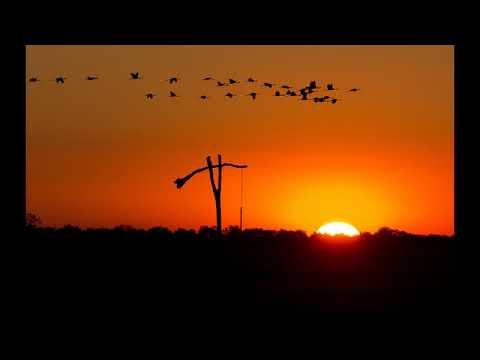 Orbán Sándor: Magasan repül a daru - YouTube