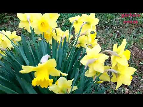 Nergiz Çiçeği Yetiştirme Köklendirme, Nasıl Çoğaltılır Çoğaltma Nasıl Yapılır