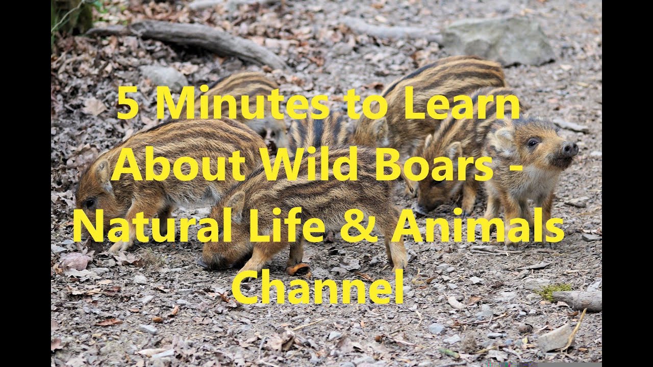5 Minutes to Learn About Wild Boars - Natural Life & Animals Channel ...