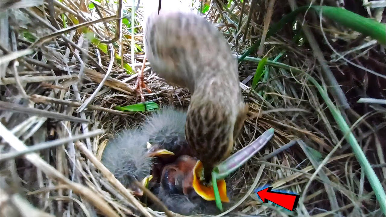 Baby Pipit bird ate the big insect @birdswithme107 - YouTube
