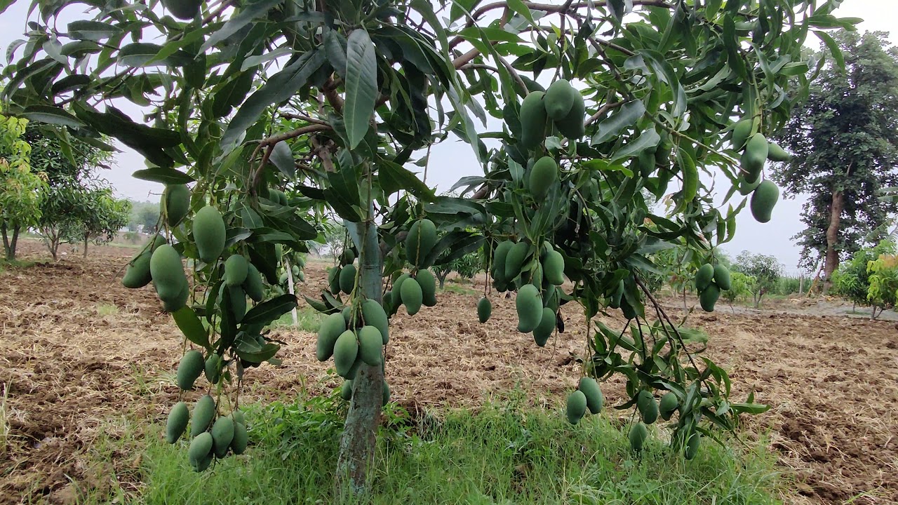 "AMRAPALI" mango tree beutiful setting of mangoes. - YouTube