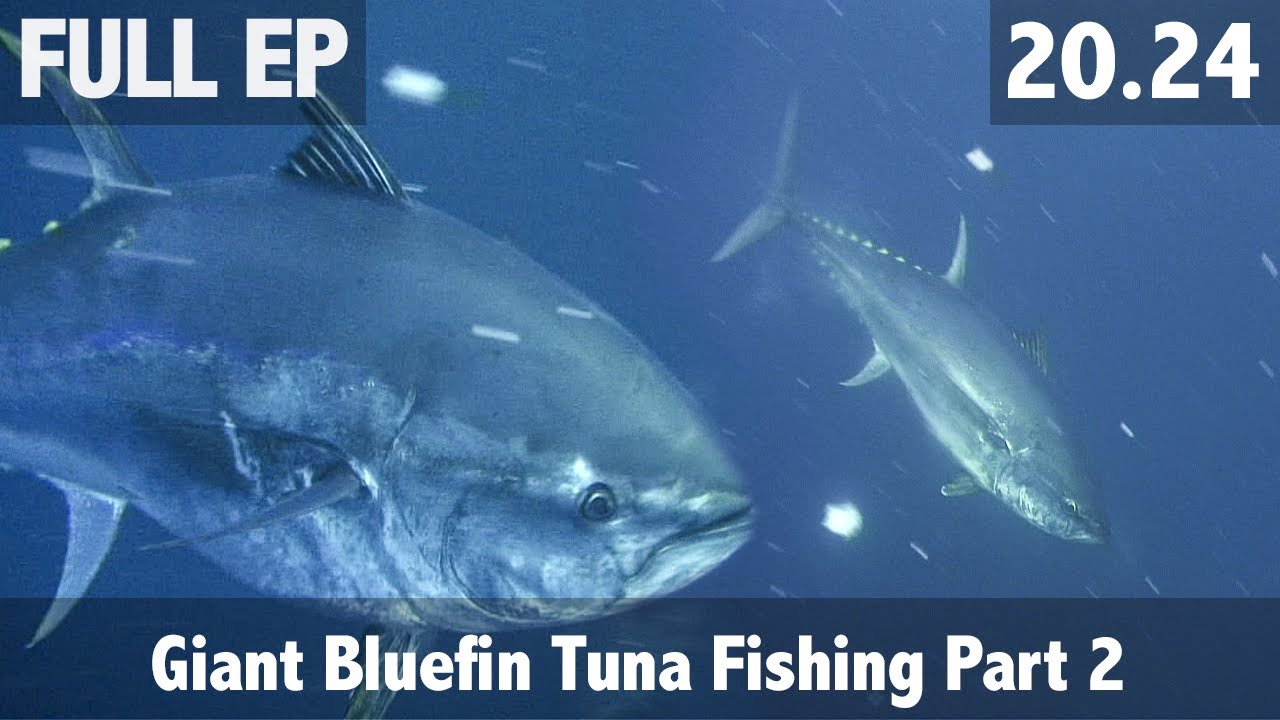 Giant Bluefin Tuna Fishing Part 2 - YouTube