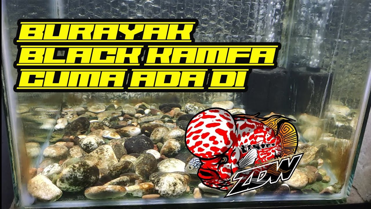 Update info Burayak Louhan BLACK KAMFA | FULL Pelet TOP 10 Hari - YouTube